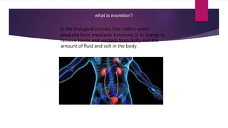 Animals' excretion | PPTX
