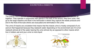Animals' excretion | PPTX