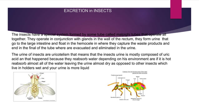 Animals' excretion | PPTX | Biological Sciences | Science
