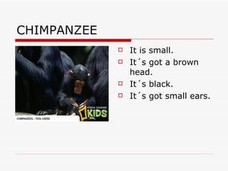 Animals exercise | PPT | Birds | Pets