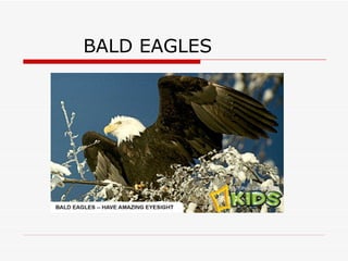 Animals exercise | PPT | Birds | Pets