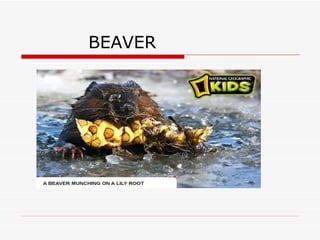 Animals exercise | PPT | Birds | Pets