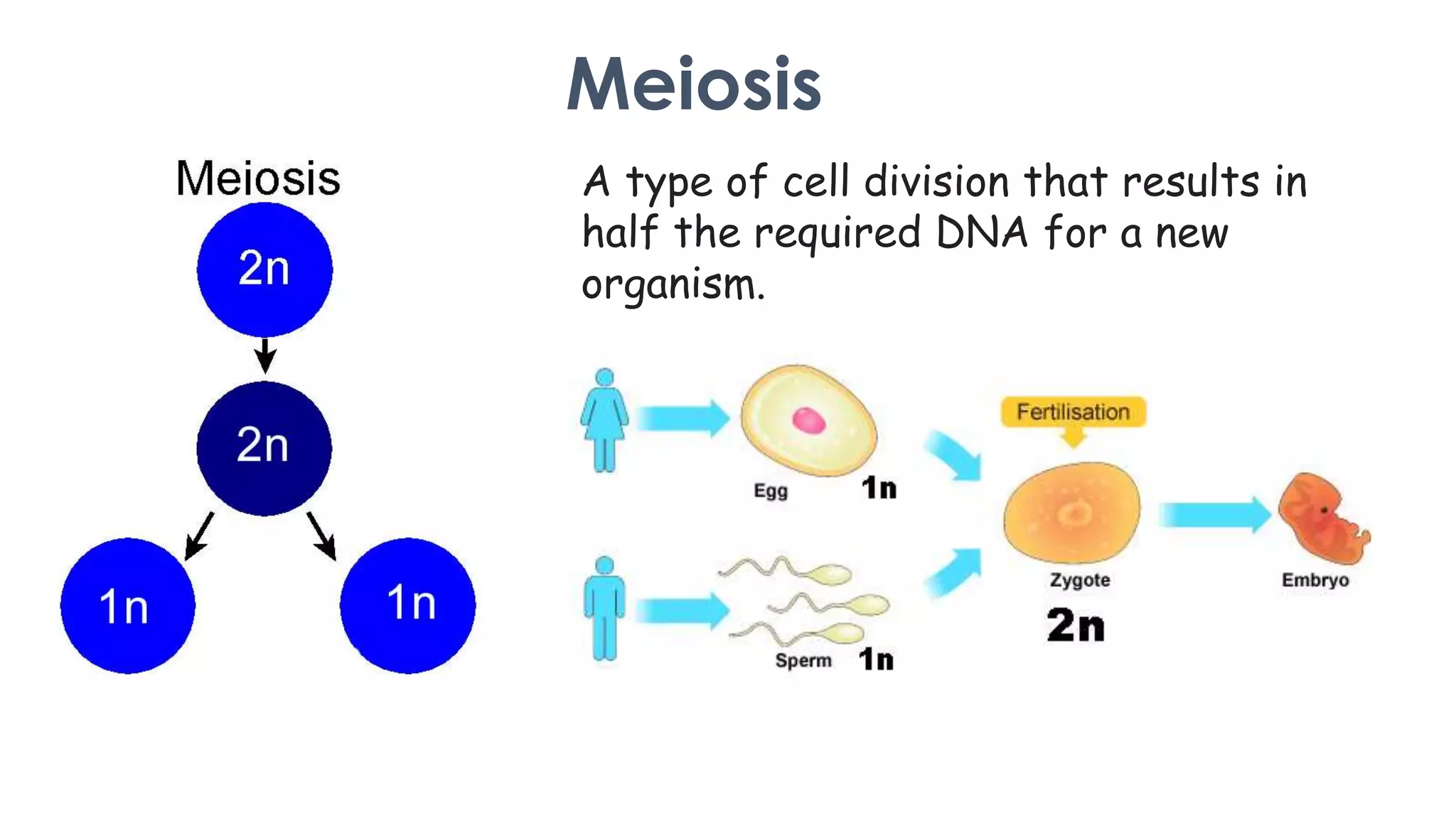 Sexual Reproduction in Animals | PPTX