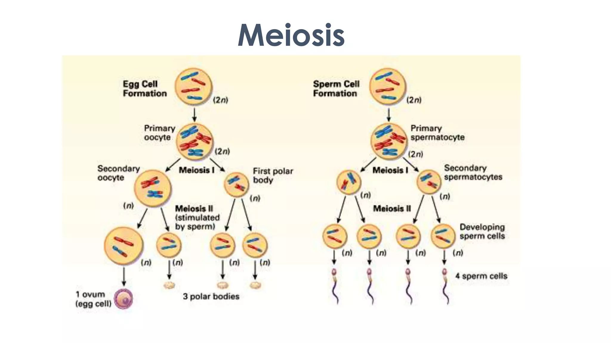 Sexual Reproduction in Animals | PPTX