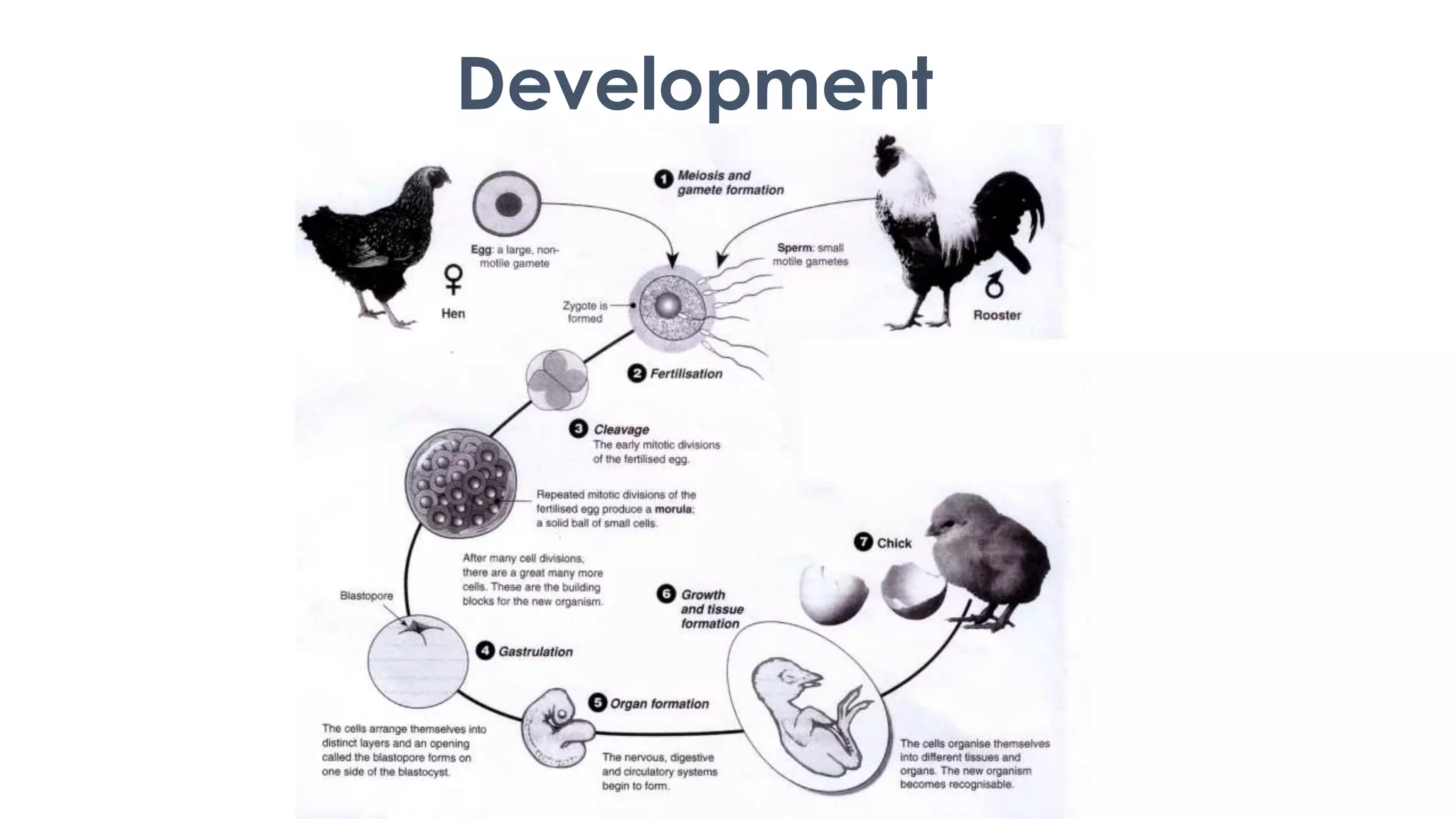 Sexual Reproduction in Animals | PPTX