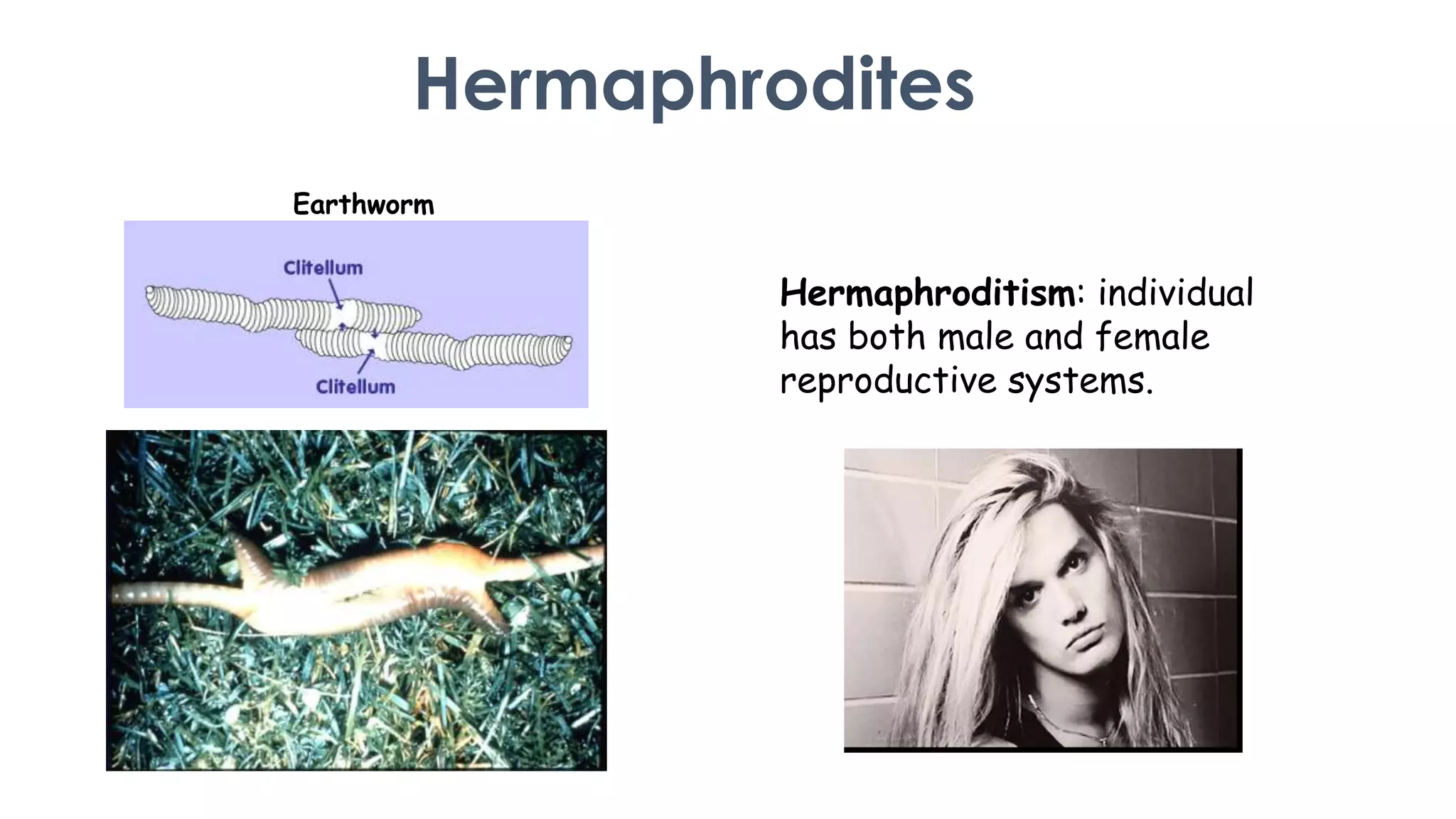 Sexual Reproduction in Animals | PPTX