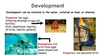 Sexual Reproduction in Animals | PPTX