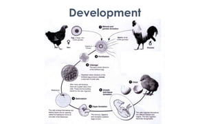 Sexual Reproduction In Animals