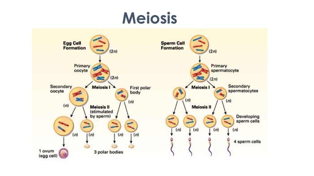 Sexual Reproduction in Animals