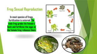 Animal Sexual Reproduction by Group P MSU | PPT