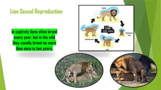 Animal Sexual Reproduction by Group P MSU | PPT