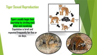 Animal Sexual Reproduction by Group P MSU | PPT