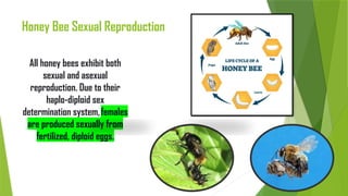 Animal Sexual Reproduction by Group P MSU | PPT