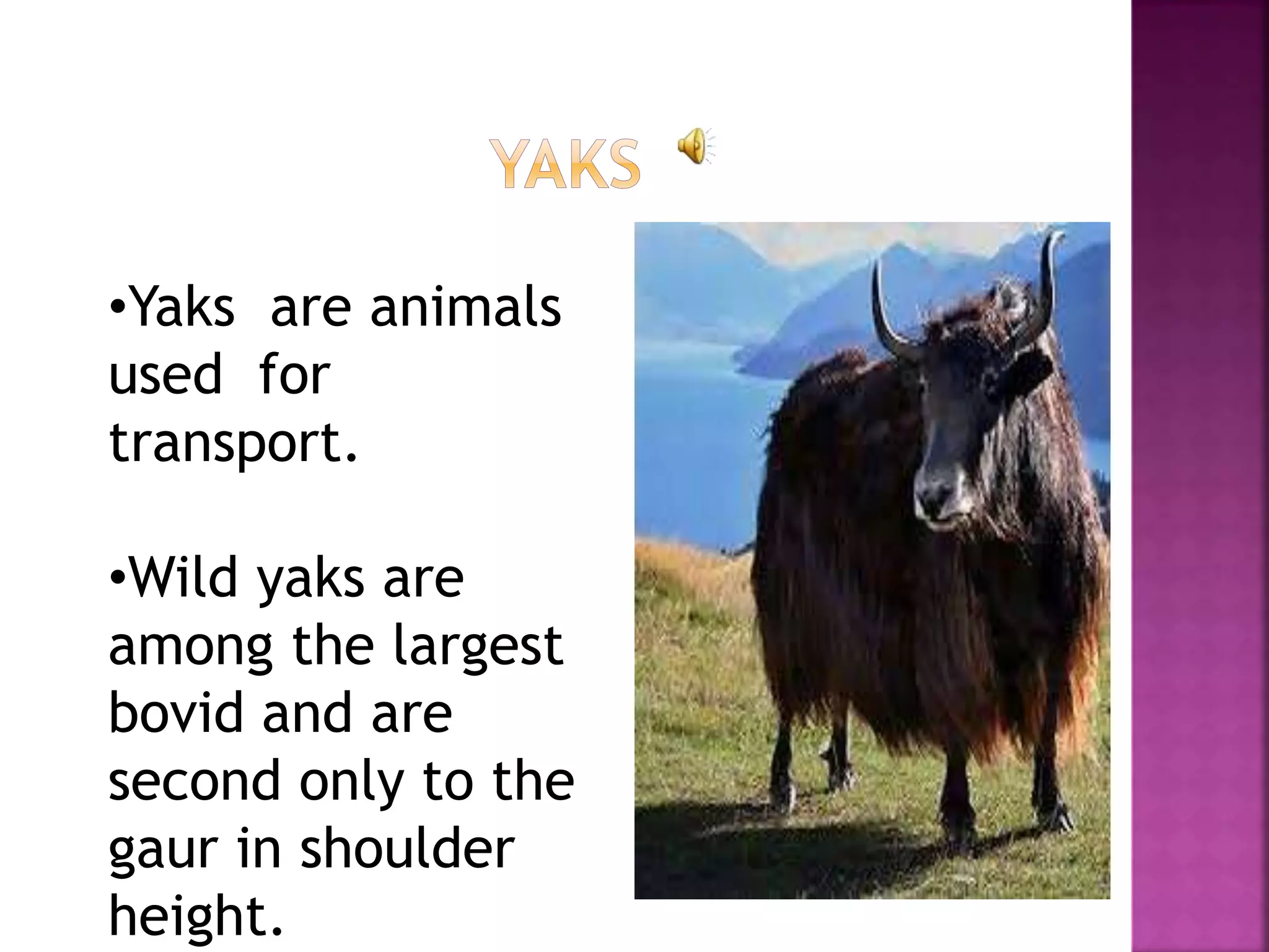 Animals for transport | PPTX