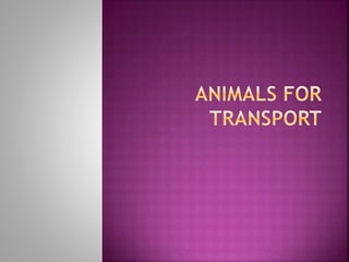 Animals for transport | PPTX