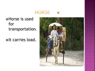 Animals for transport | PPTX