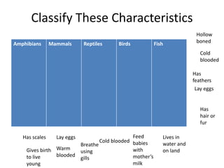 Animals for website | PPTX