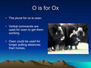 Animals From A Z (Winor Chen) | PPT