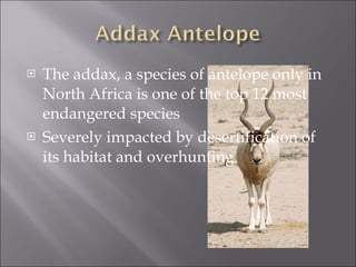 Animals Going Extinct | PPT
