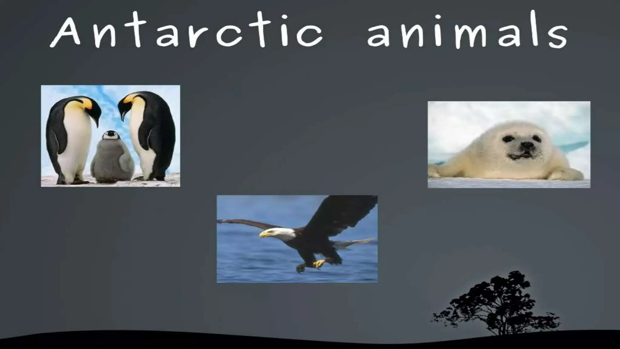 Animals Habitat.pptx for Grade 3 Student | PPTX