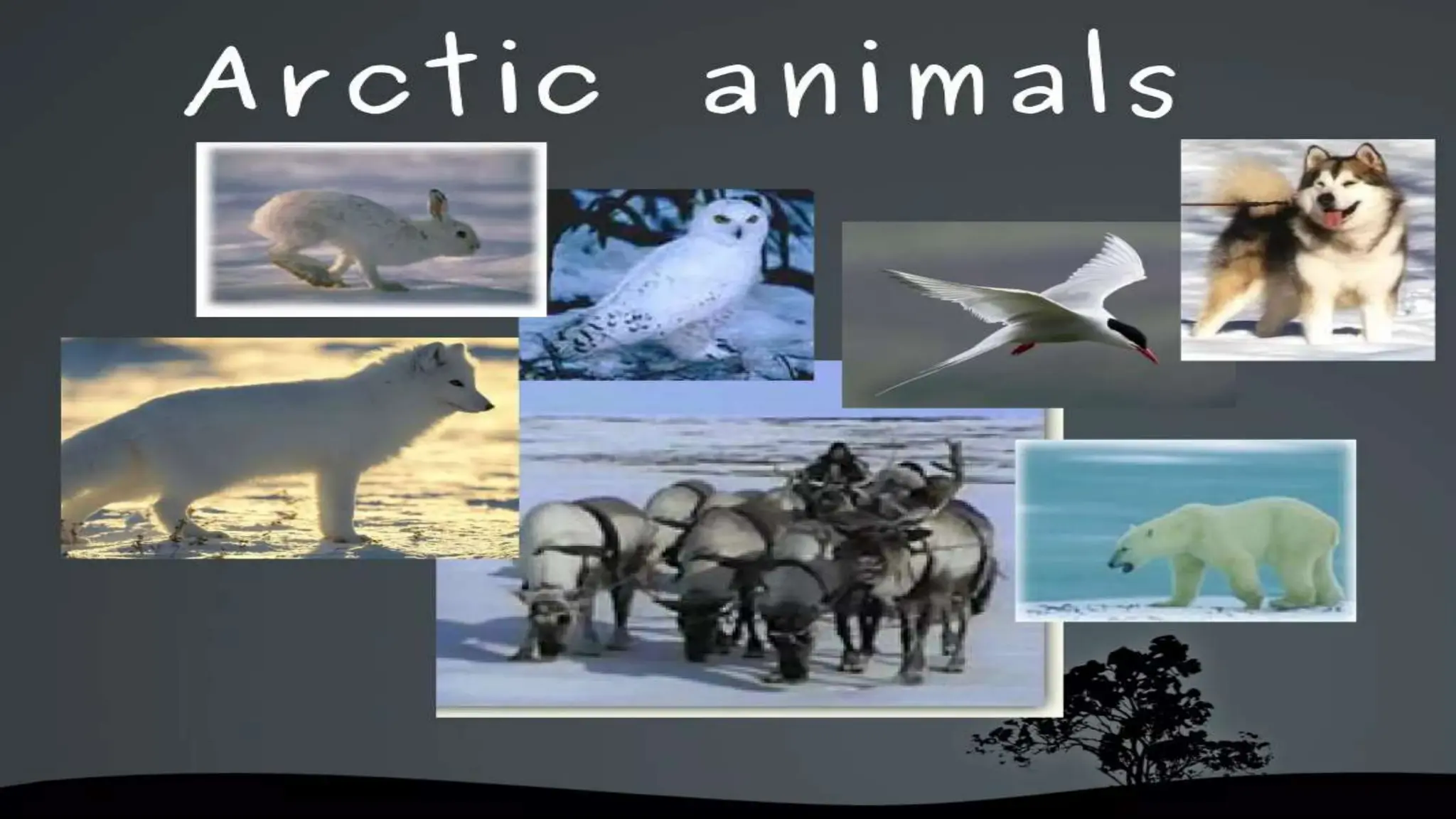 Animals Habitat.pptx for Grade 3 Student | PPTX