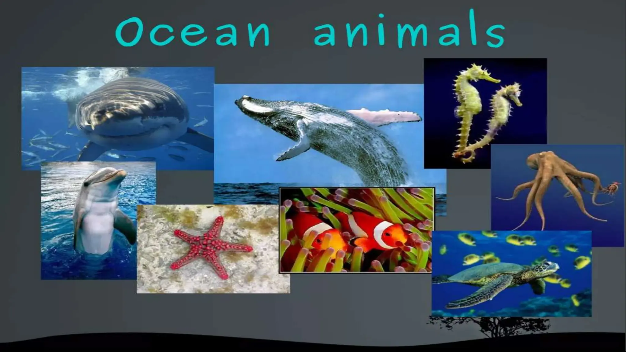 Animals Habitat.pptx for Grade 3 Student | PPTX