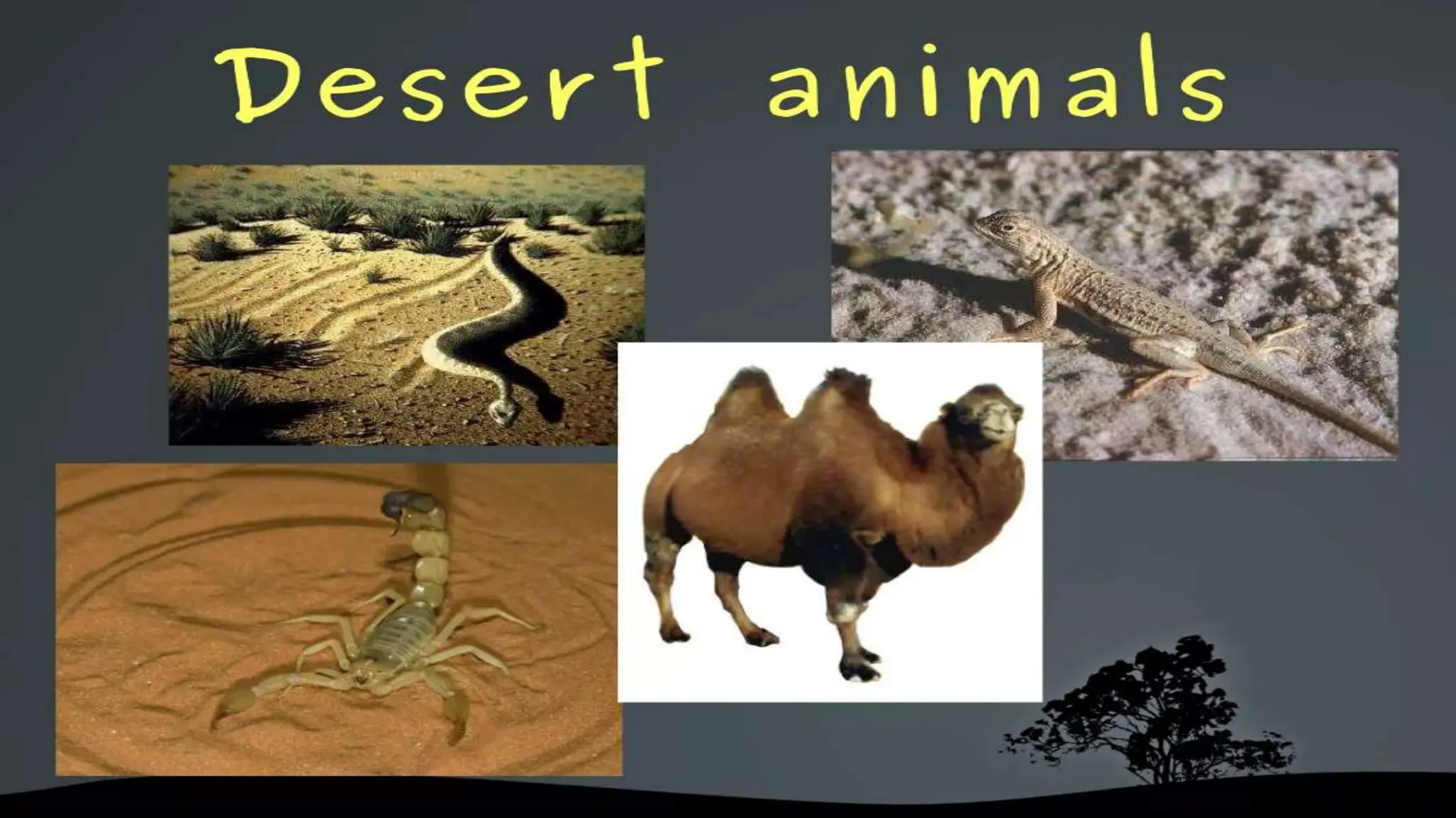 Animals Habitat.pptx for Grade 3 Student | PPTX