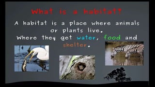 Animals Habitat.pptx for Grade 3 Student | PPTX