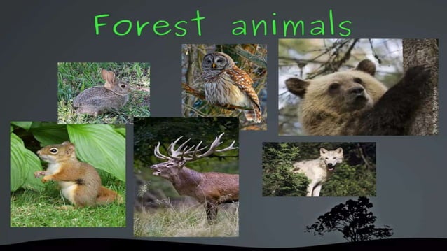 Animals Habitat.pptx for Grade 3 Student | PPTX