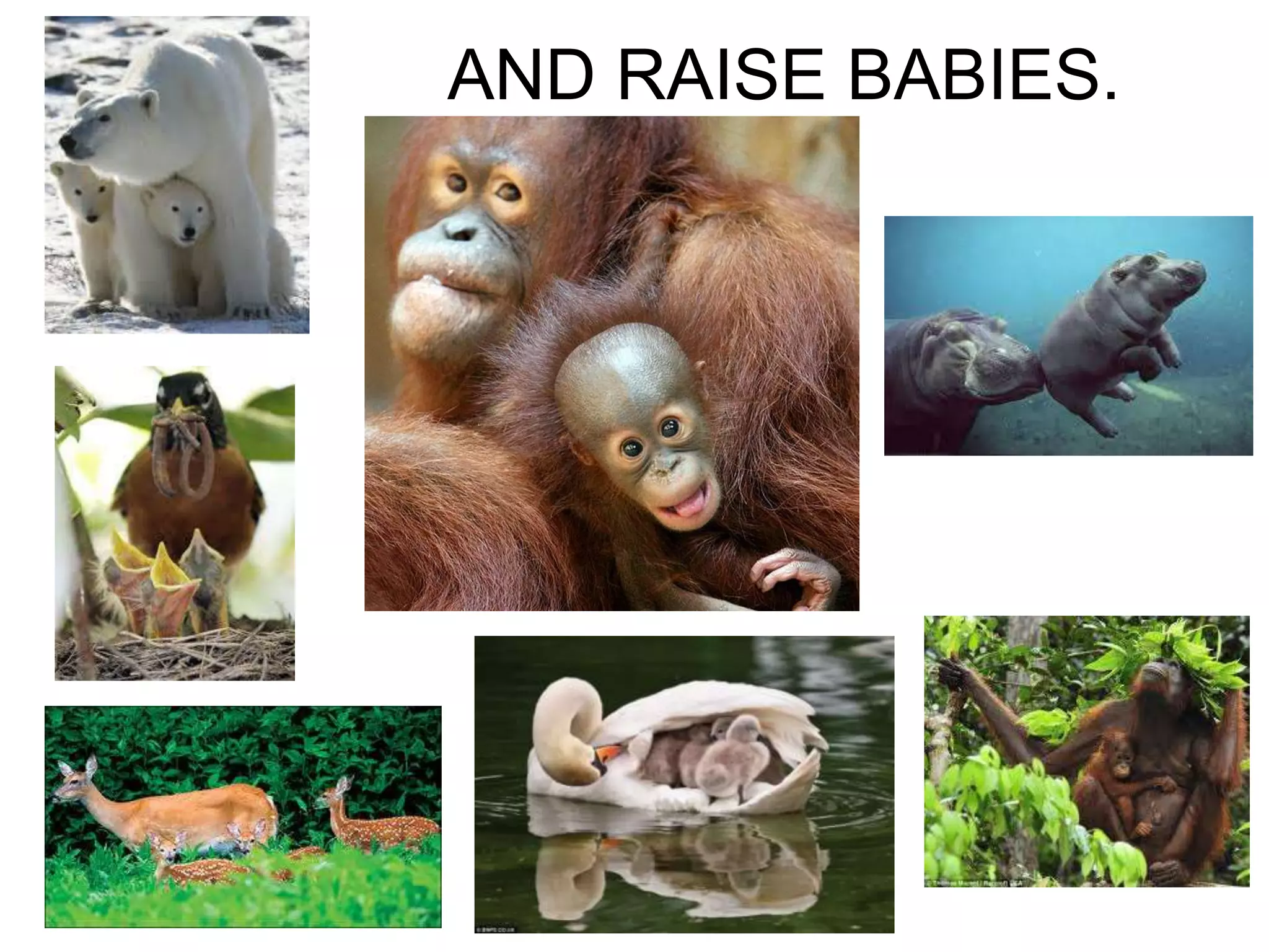 Animal´s habitats | PPTX