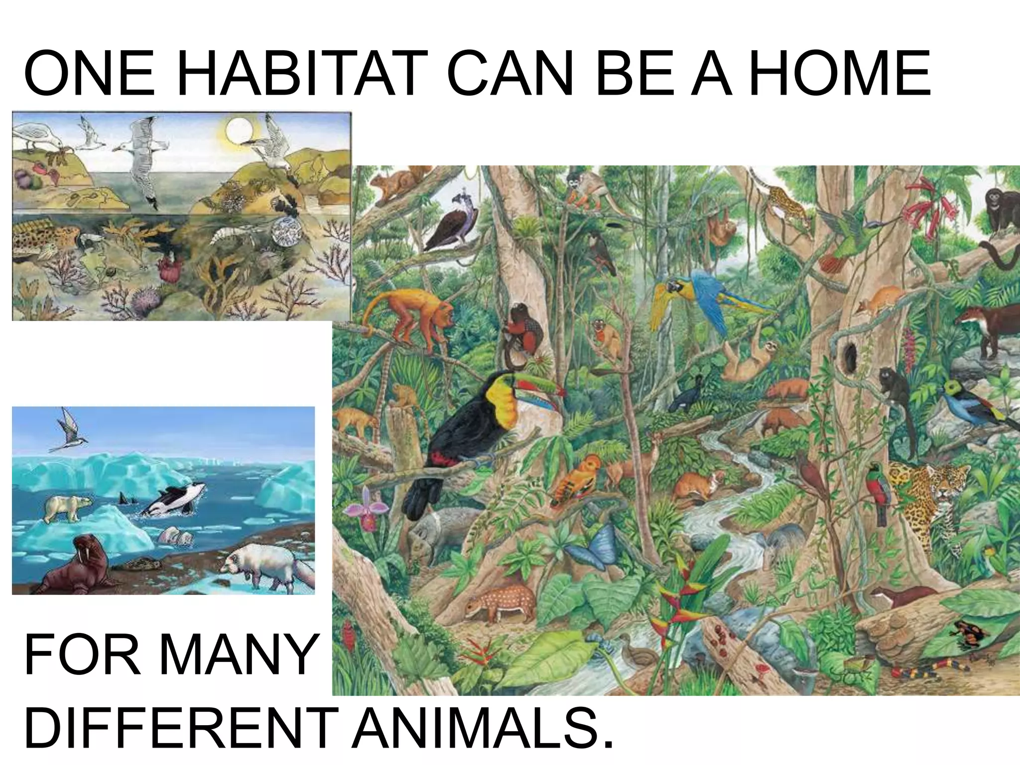 Animal´s habitats | PPTX