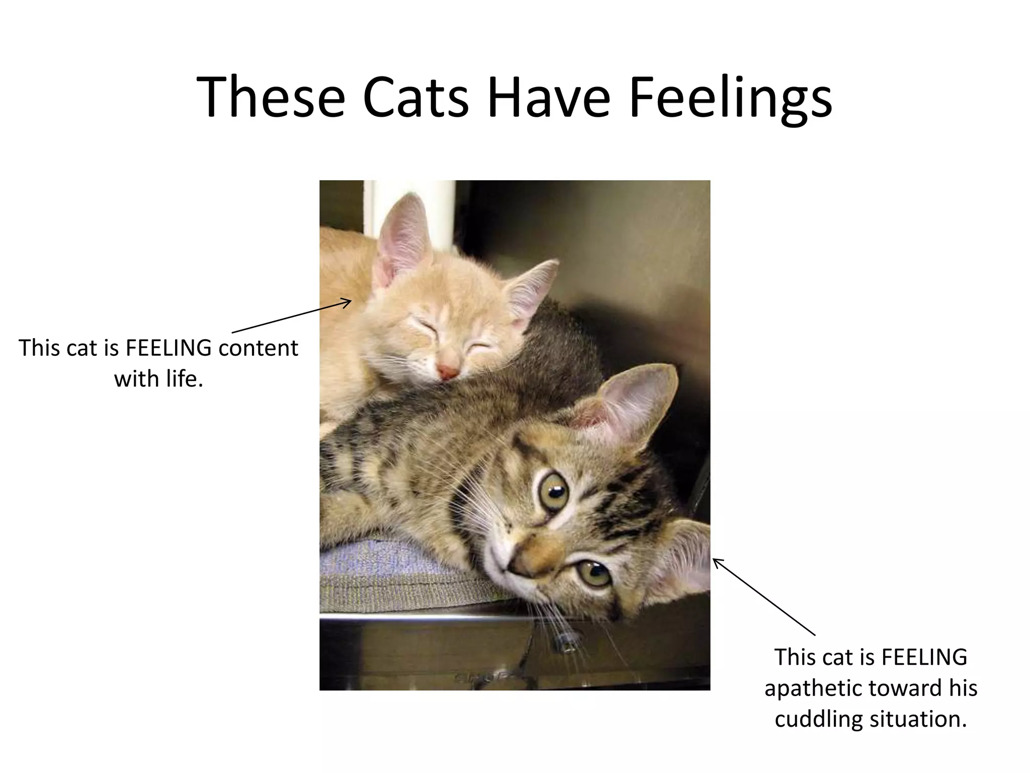 Animals Have Feelings | PPSX