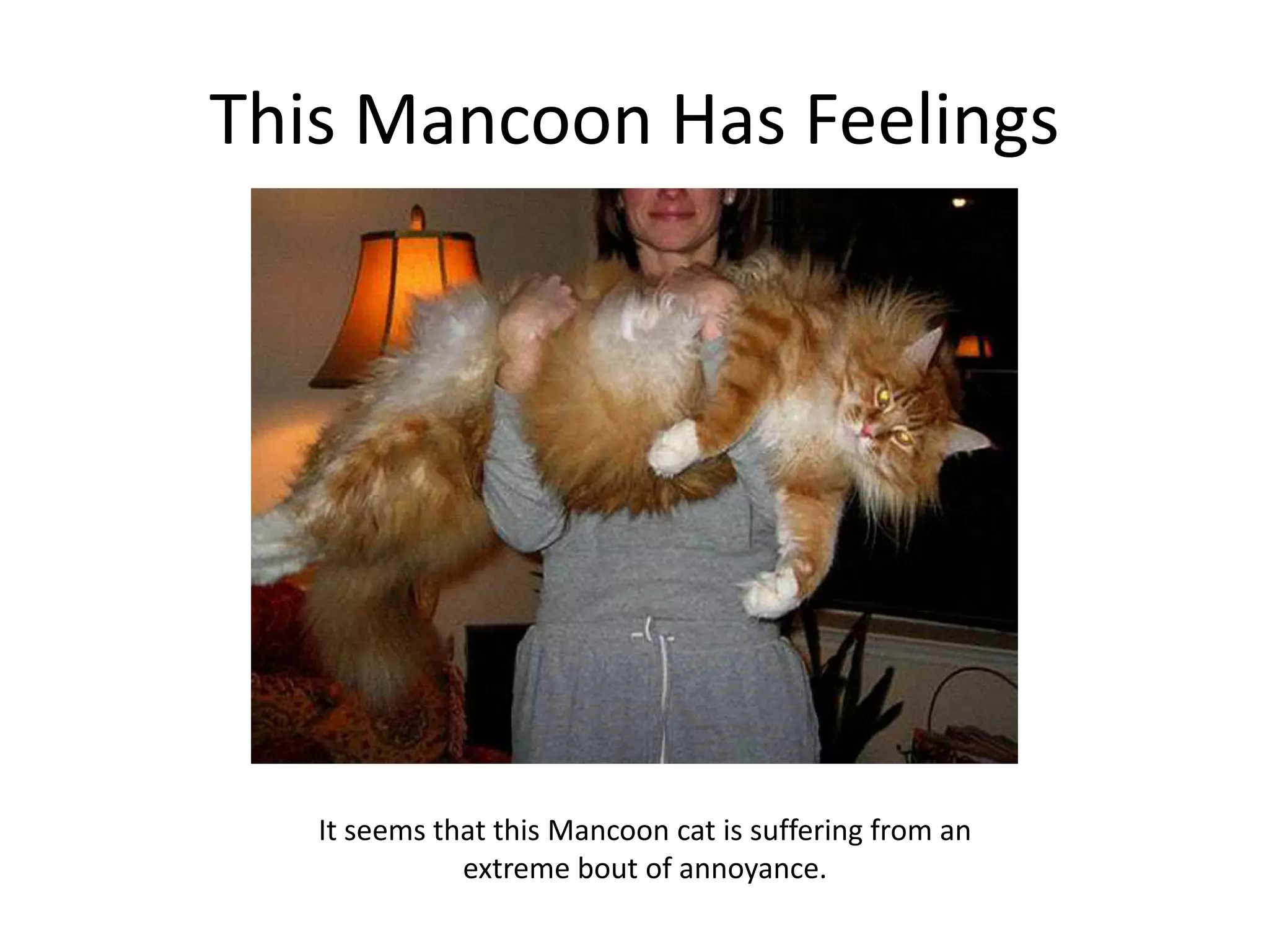 Animals Have Feelings | PPSX