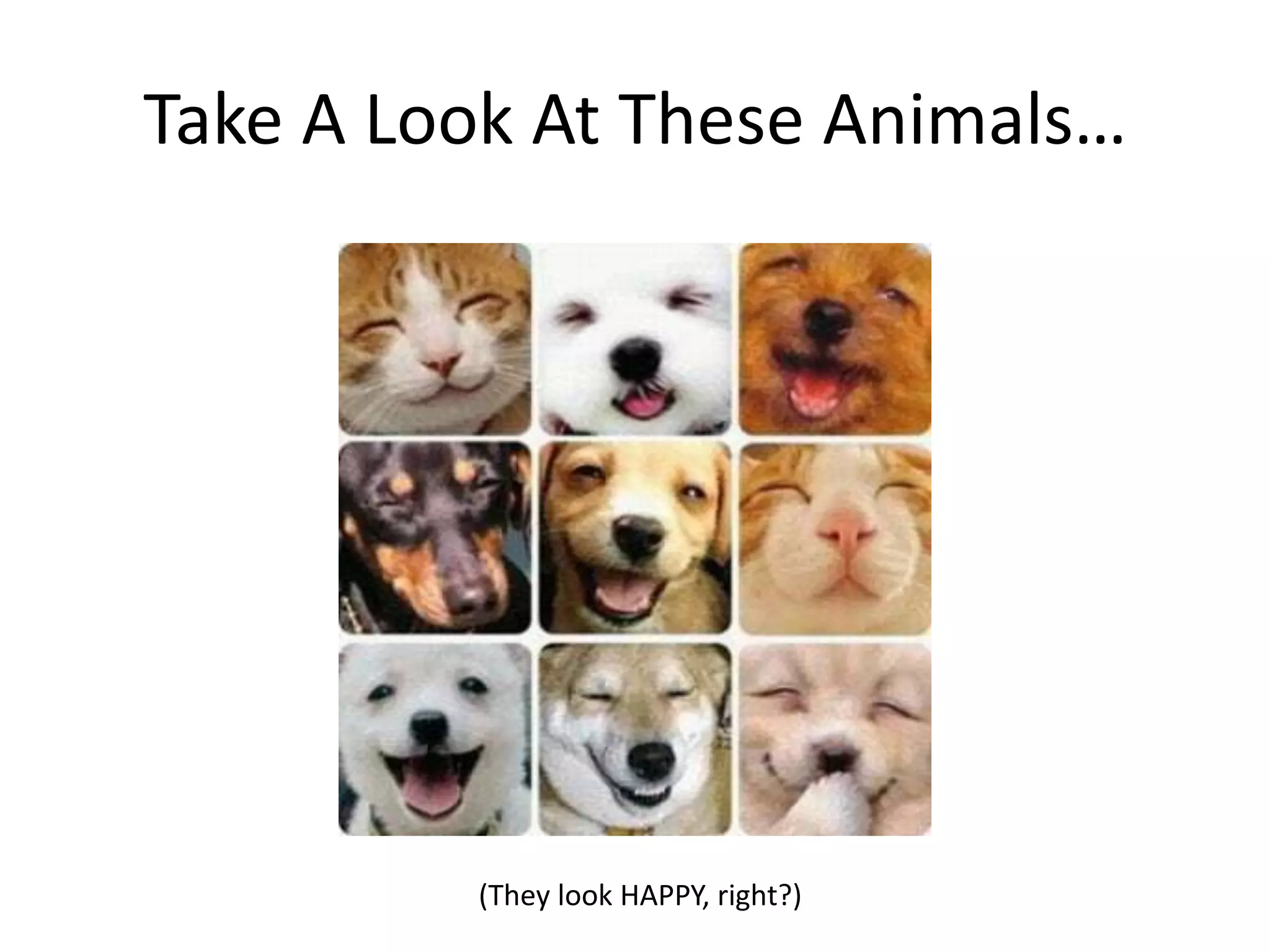 Animals Have Feelings | PPSX