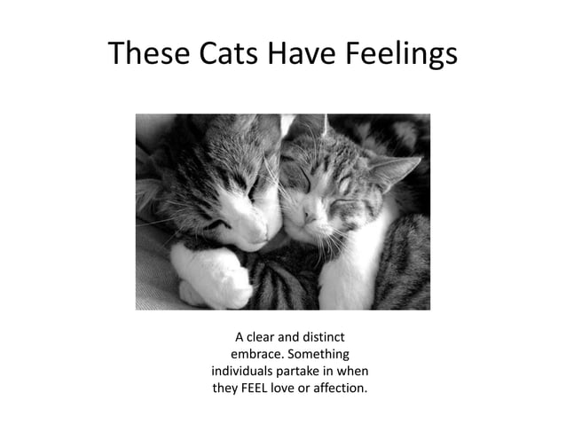 Animals Have Feelings | PPSX