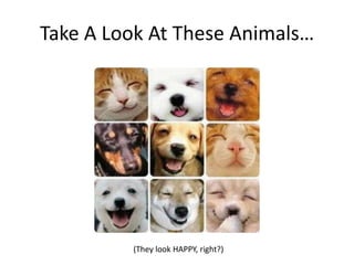 Animals Have Feelings | PPSX