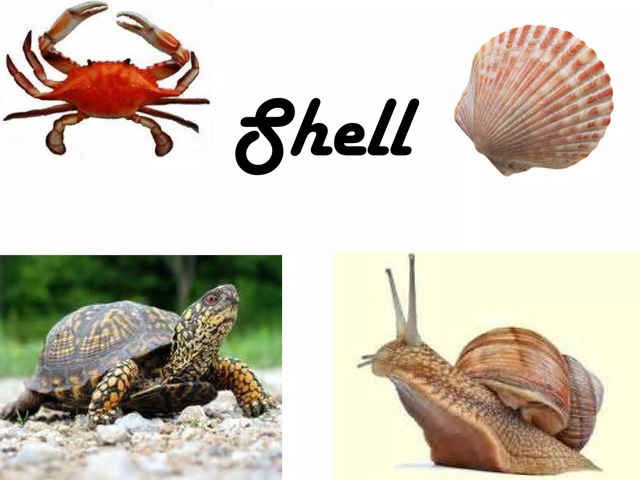 Animals have got | PPT