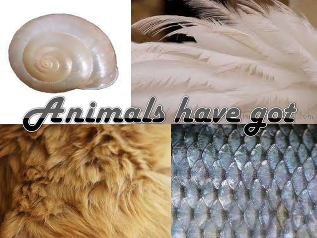 Animals have got | PPT