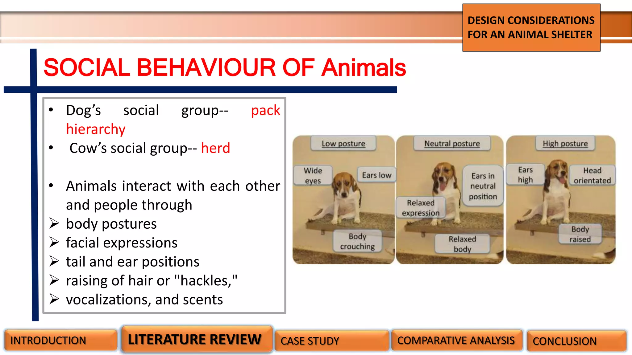 Space Recommendations for an ANimal Shelter | PPTX