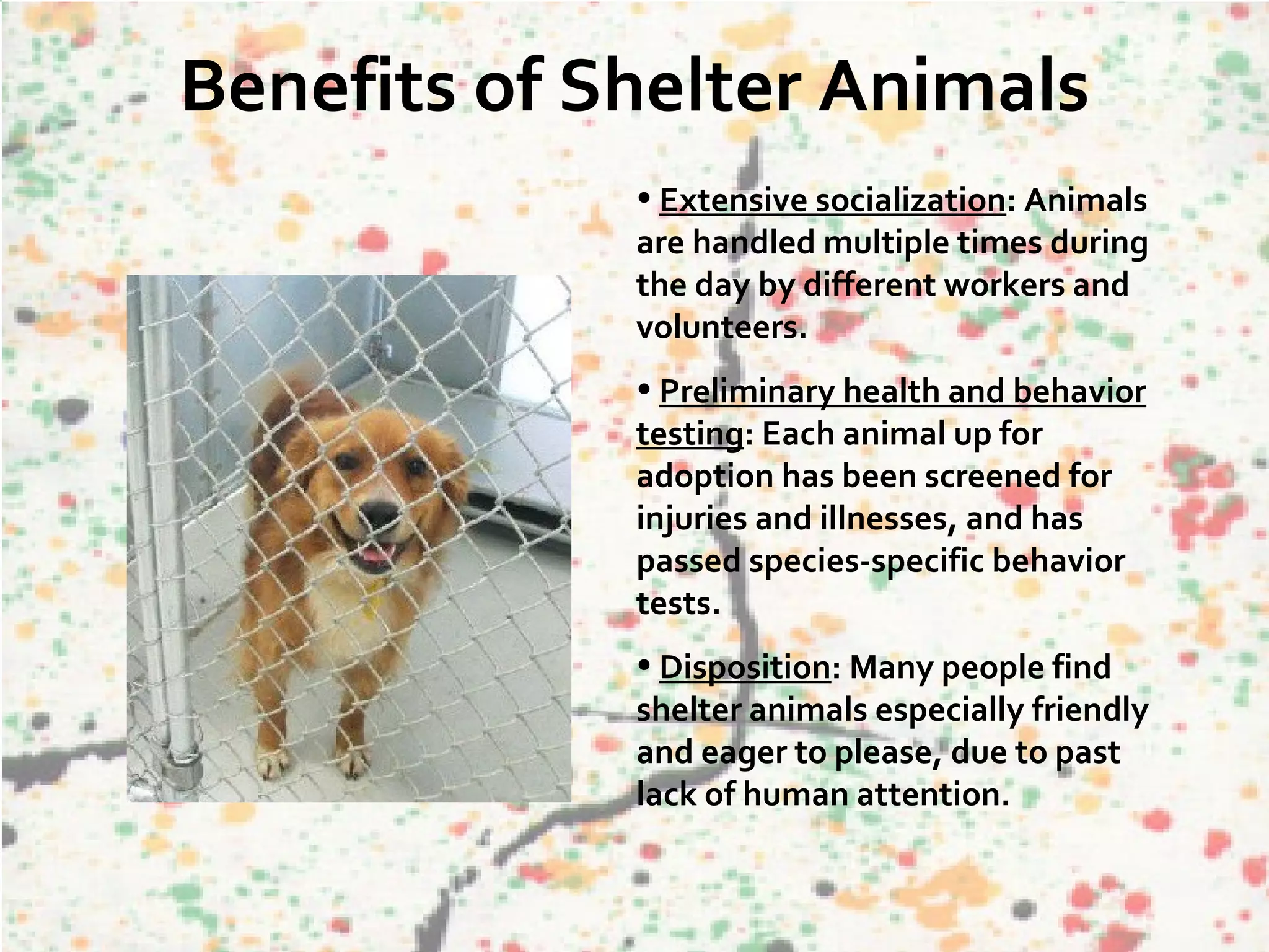 Animal Shelters | PPT