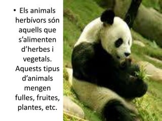Animals hervivors | PPTX