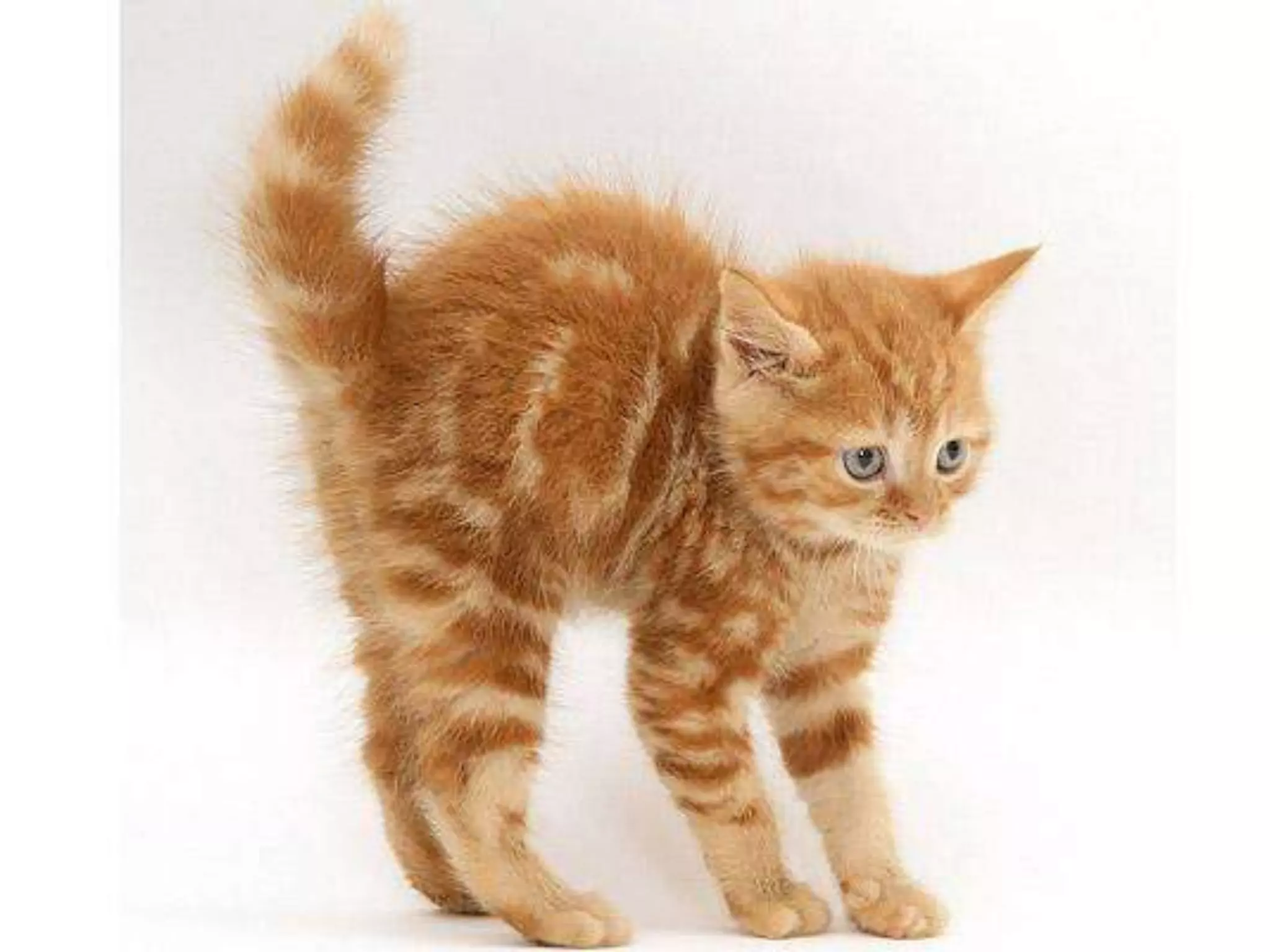 Animals in art (catherine) | PPSX