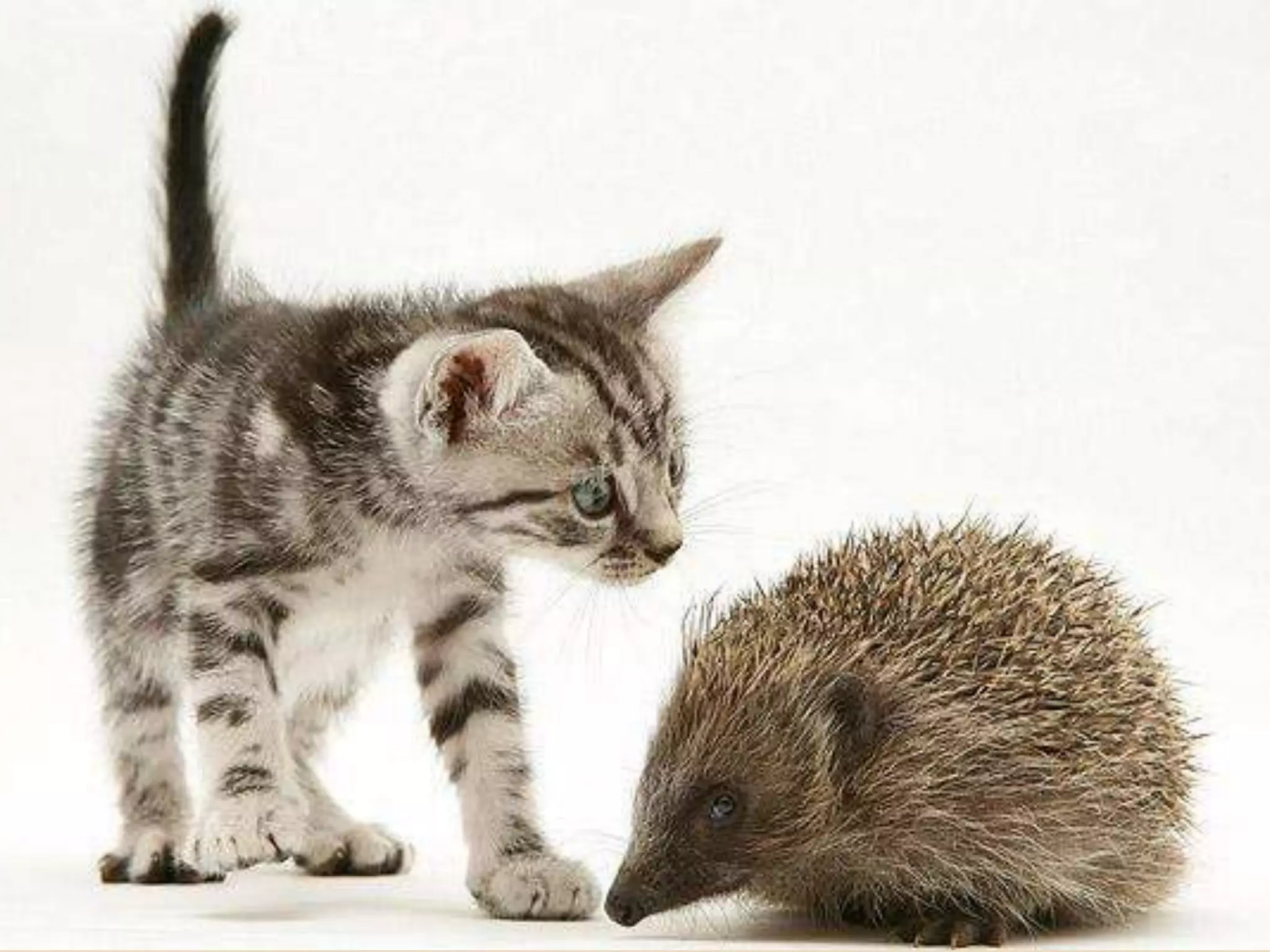 Animals in art (catherine) | PPSX