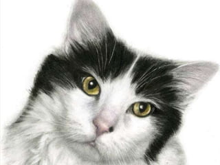 Animals in art (catherine) | PPSX