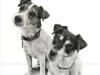 Animals in art (catherine) | PPSX