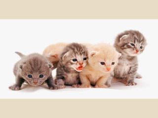 Animals in art (catherine) | PPSX