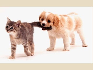 Animals in art (catherine) | PPSX