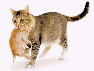 Animals in art (catherine) | PPSX