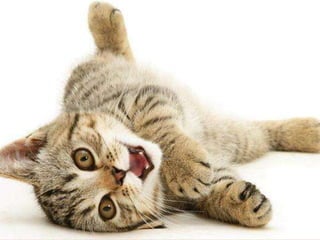 Animals in art (catherine) | PPSX