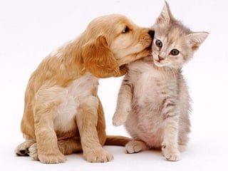 Animals in art (catherine) | PPSX